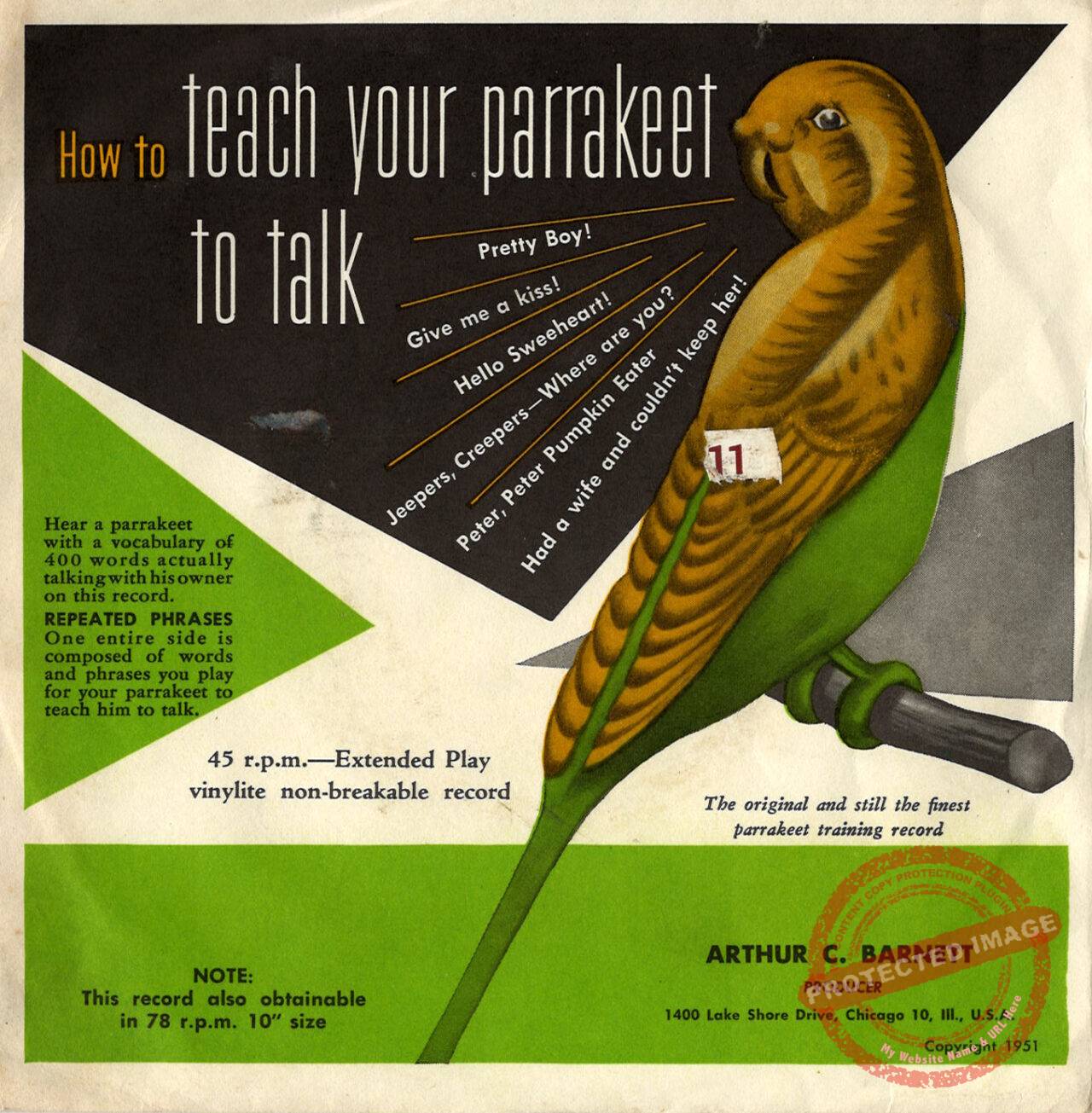 How To Teach Your Parrakeet To Talk | The Museum of Aquarium and Pet ...