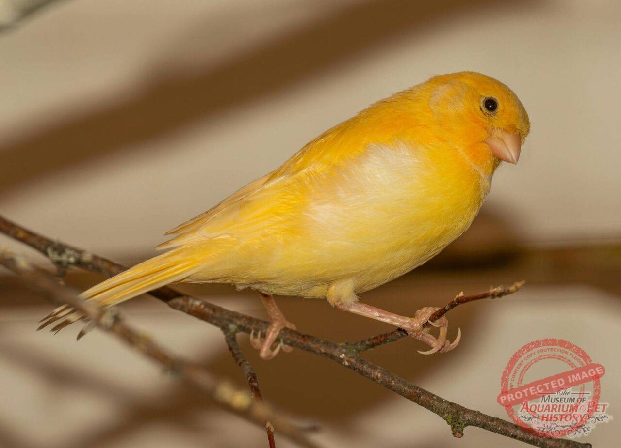 The Roller Canary | The Museum of Aquarium and Pet History
