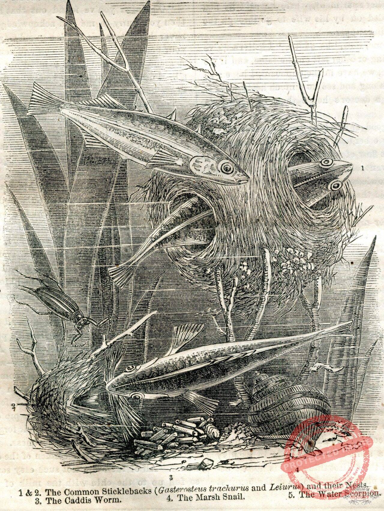 Barnum’s Sticklebacks | The Museum of Aquarium and Pet History