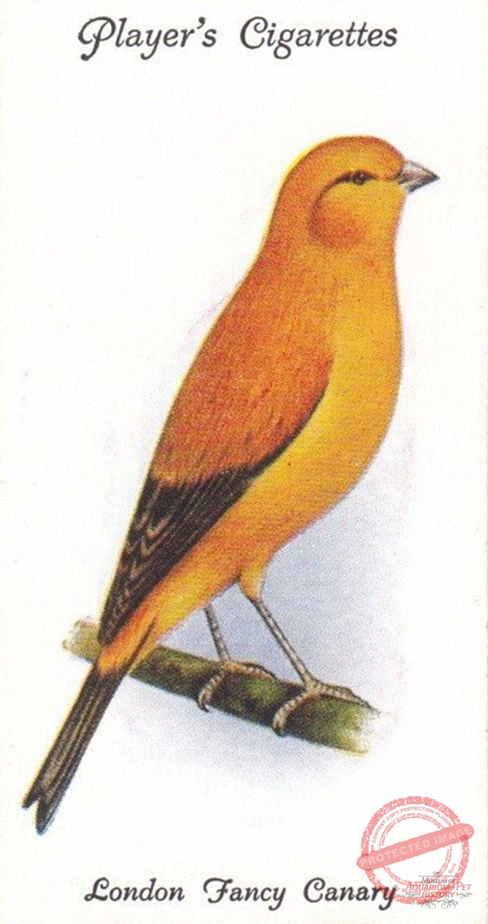 The Resurrection of the London Fancy Canary | The Museum of Aquarium ...