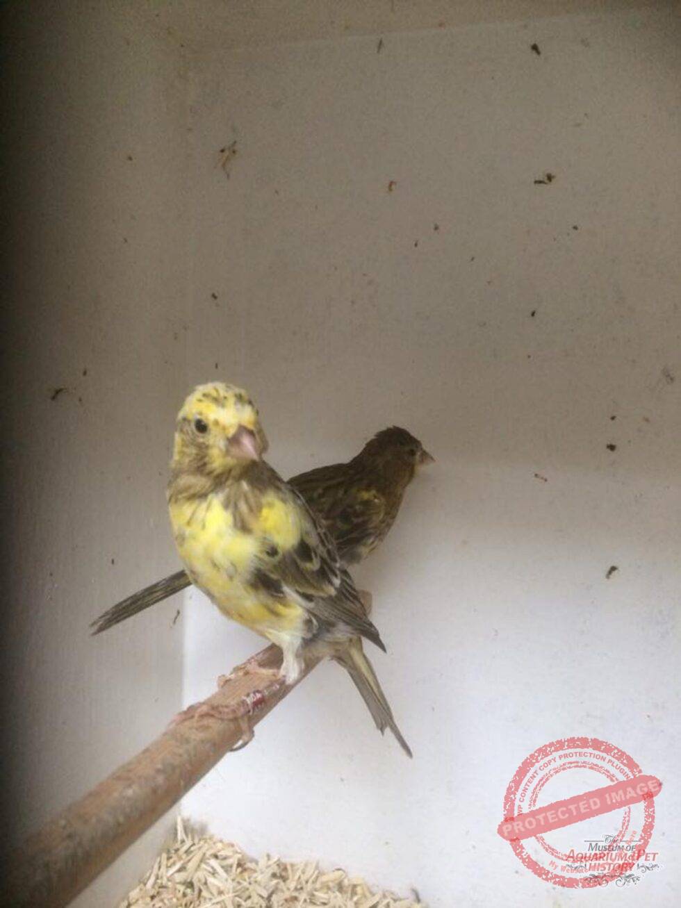 The Resurrection of the London Fancy Canary | The Museum of Aquarium ...