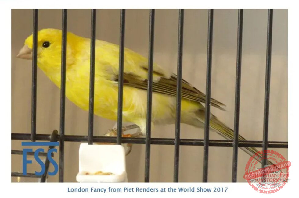 The Resurrection of the London Fancy Canary | The Museum of Aquarium ...