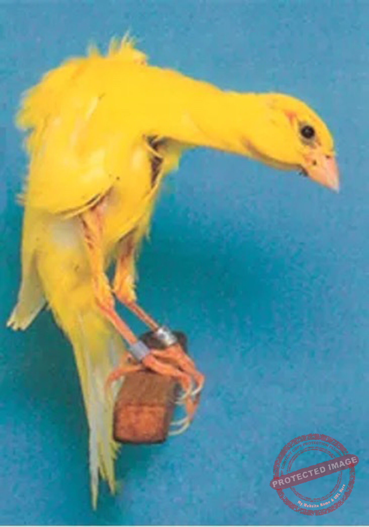 Posture Canaries* | The Museum of Aquarium and Pet History