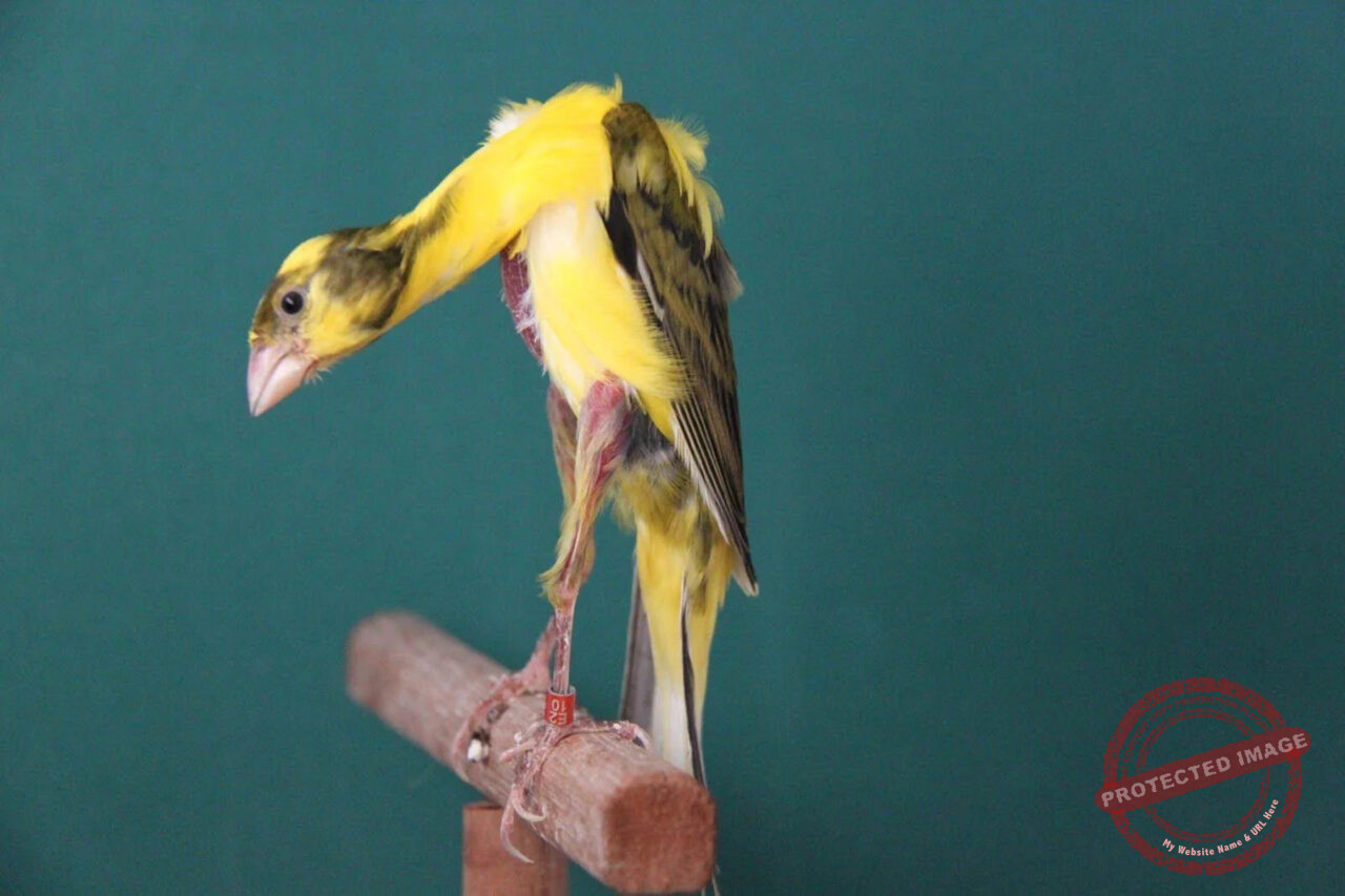 Posture Canaries* | The Museum of Aquarium and Pet History