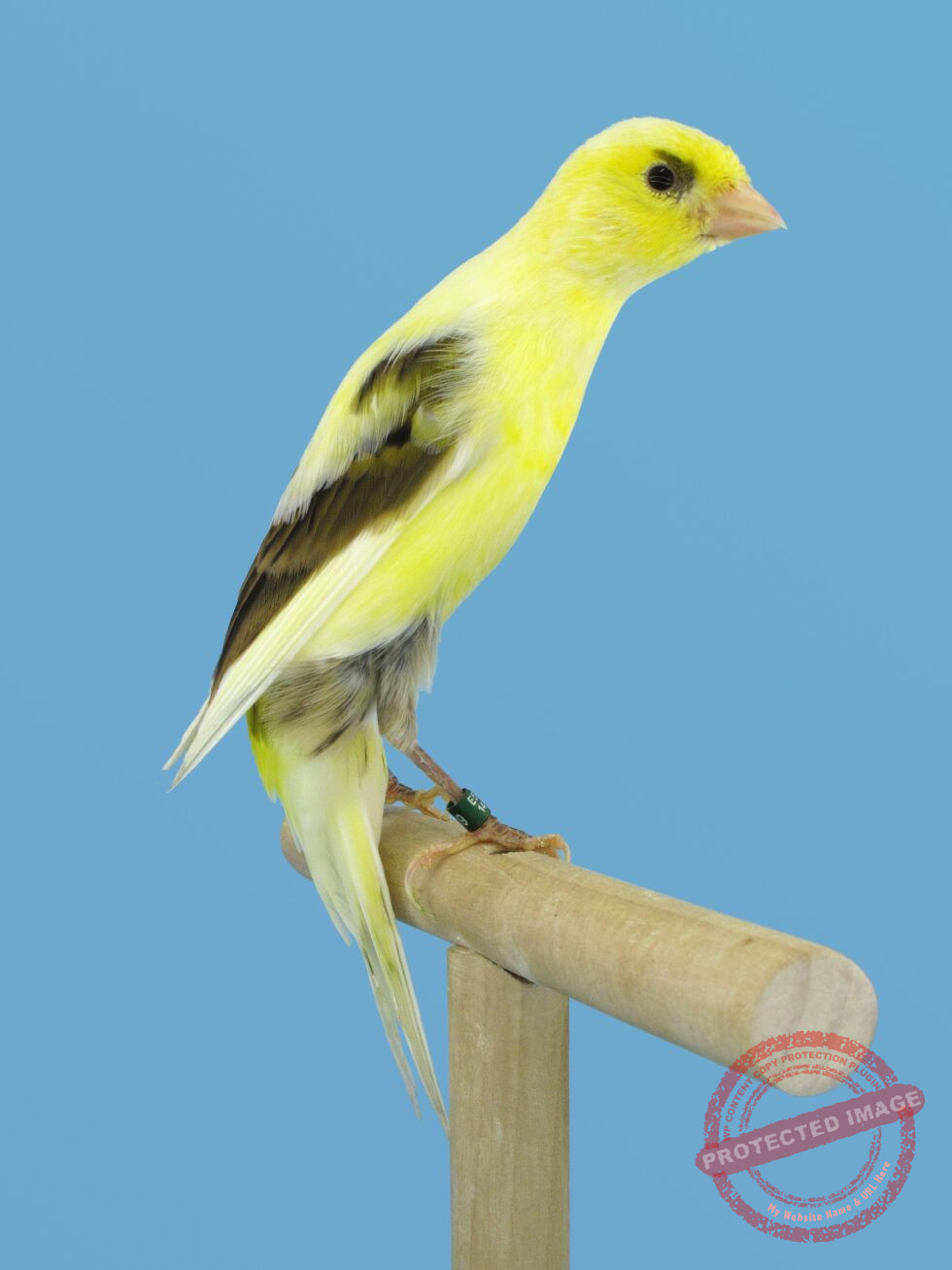 Posture Canaries* | The Museum of Aquarium and Pet History