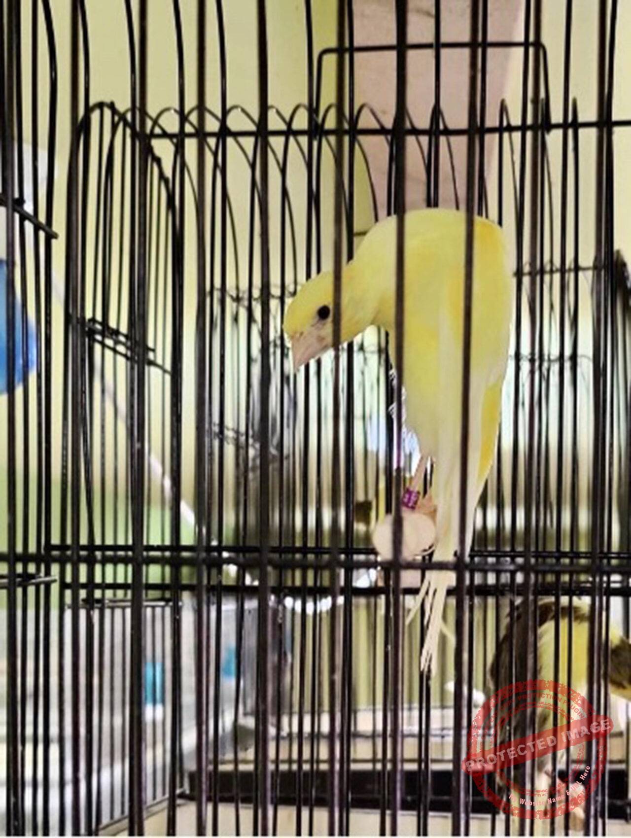 Posture Canaries* | The Museum of Aquarium and Pet History