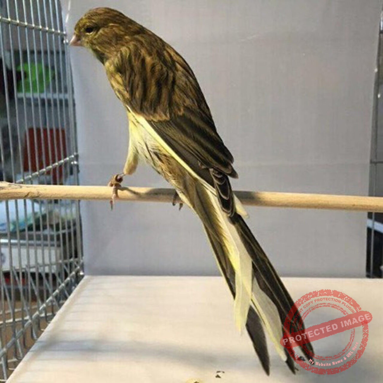 Posture Canaries* | The Museum of Aquarium and Pet History