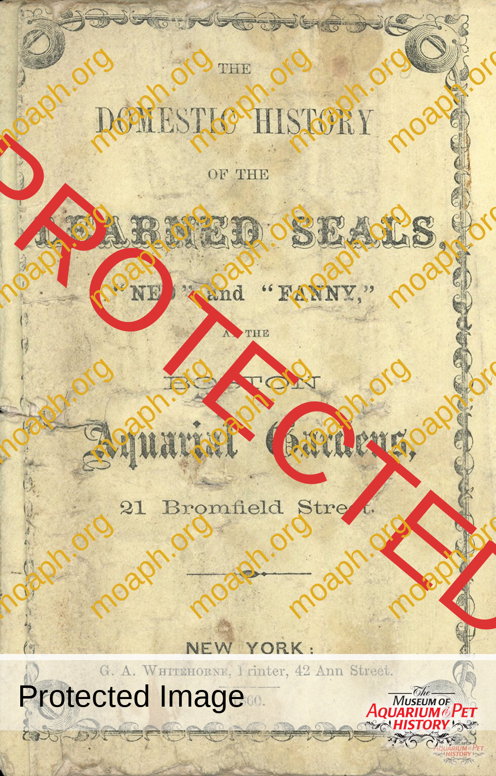 The Domestic History of the Learned Seals, “Ned” and “Fanny” at the ...
