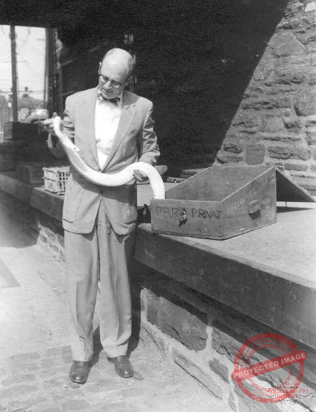 Portrait of a Herpetologist – Part 8: The Past to Now | The Museum of ...