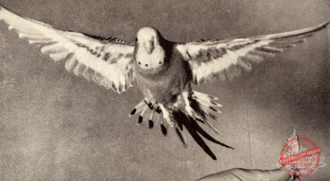 Flight of the Budgerigar – An Illustrated History | The Museum of ...