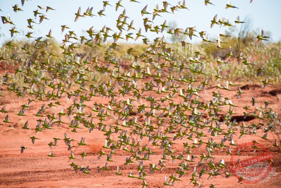 Flight of the Budgerigar – An Illustrated History | The Museum of ...
